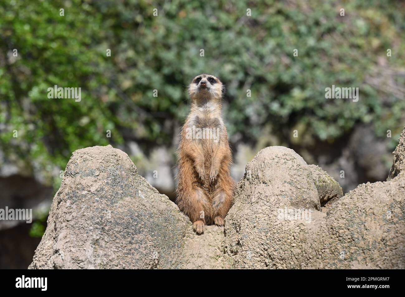 Berlin, Germany. 13th Apr, 2023. A meerkat keeps a lookout at an ...