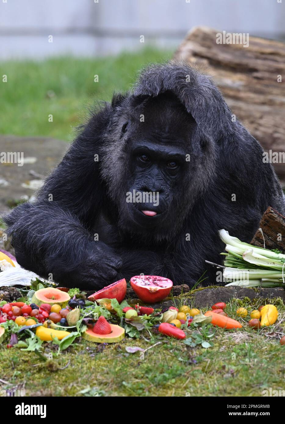 Berlin, Germany. 13th Apr, 2023. Fatou the gorilla eats the fruit she ...