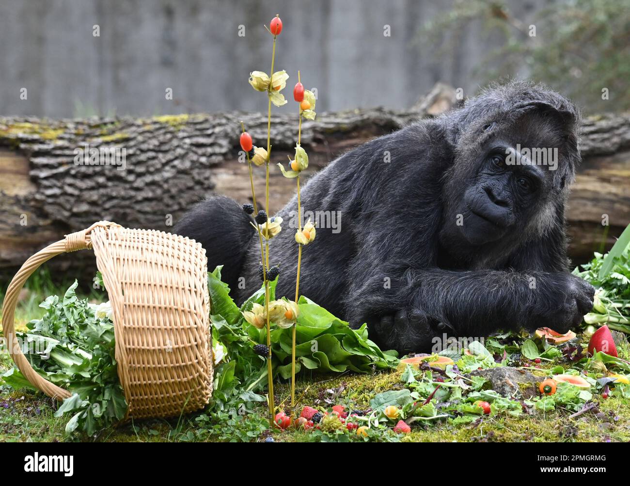 Berlin, Germany. 13th Apr, 2023. Fatou the gorilla eats the fruit she ...