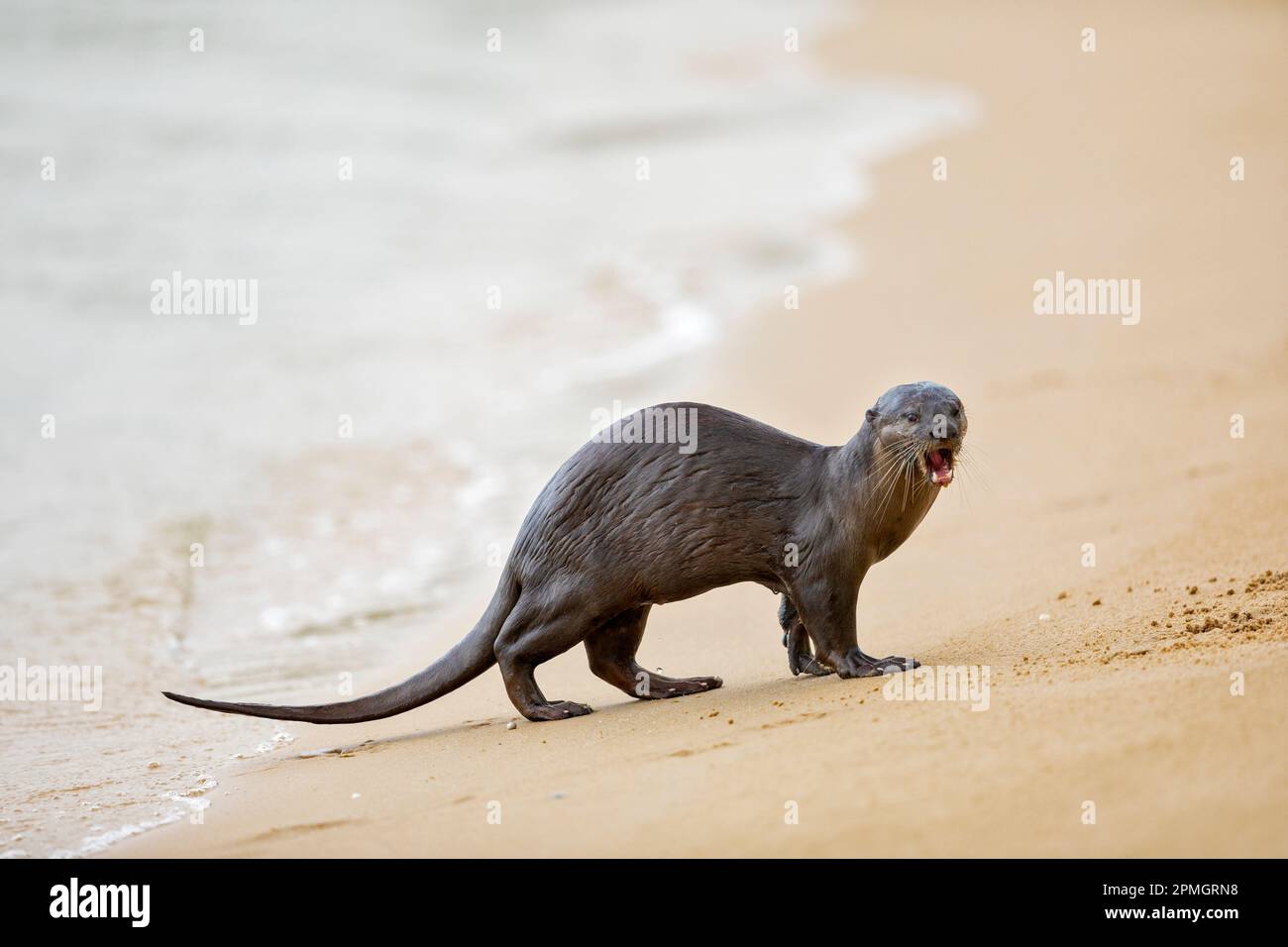 A water soaked smooth coated otter leaves the sea to join the rest of ...