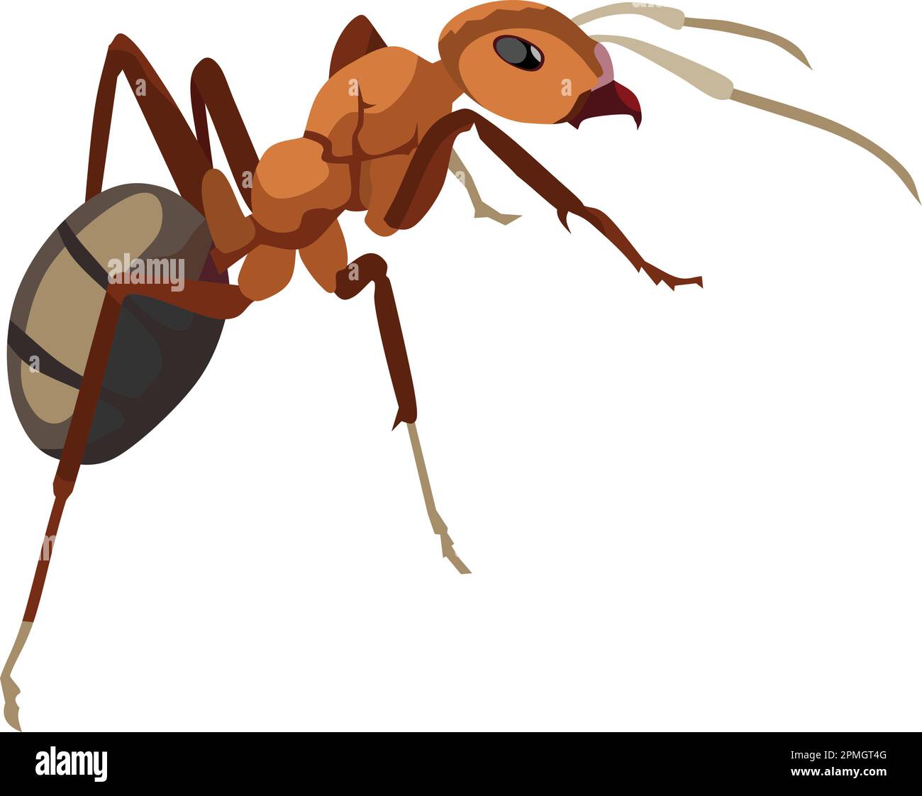Ant anatomy Stock Vector Images - Alamy
