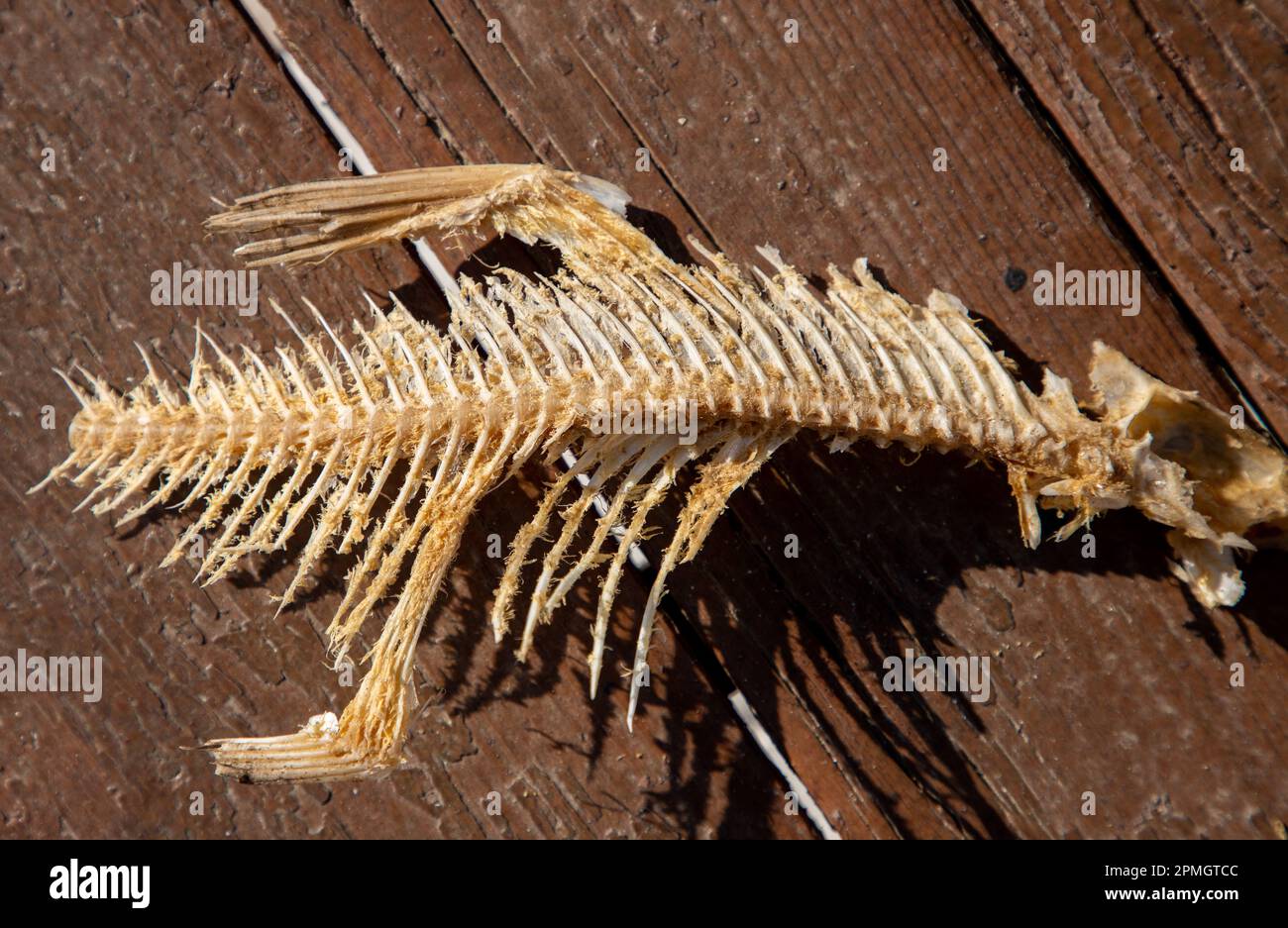 A close-up of a fish skeleton on the planks, devoured Stock Photo - Alamy