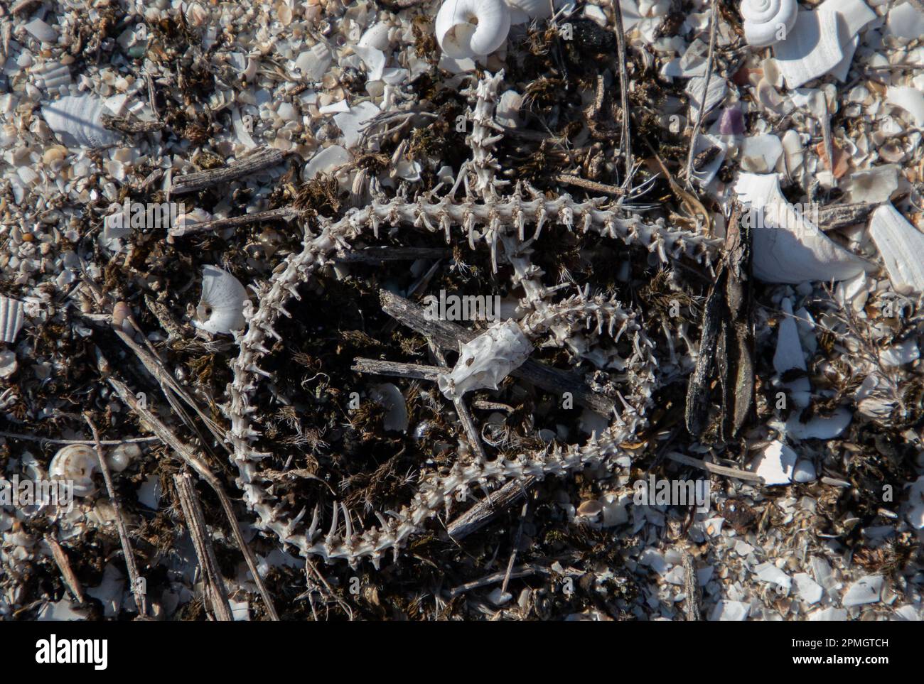 a close-up of a snake skeleton among the shells, bones Stock Photo - Alamy