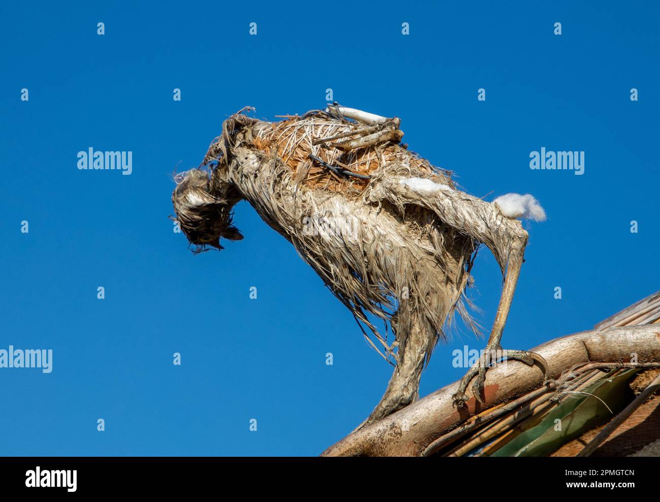 an old damaged stuffed bird, aged Stock Photo - Alamy