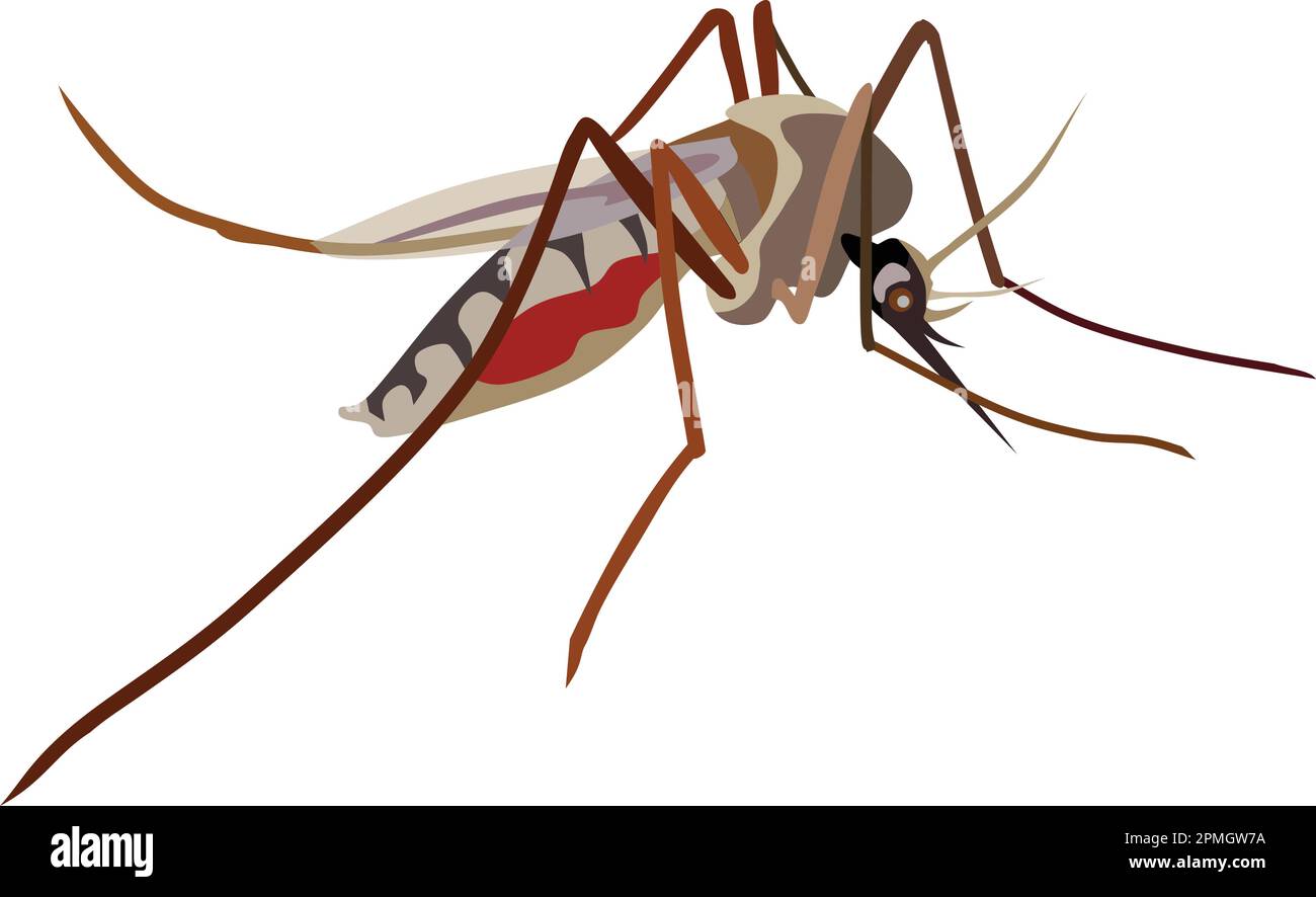 Mosquito Insect Animal Vector Stock Vector Image & Art - Alamy