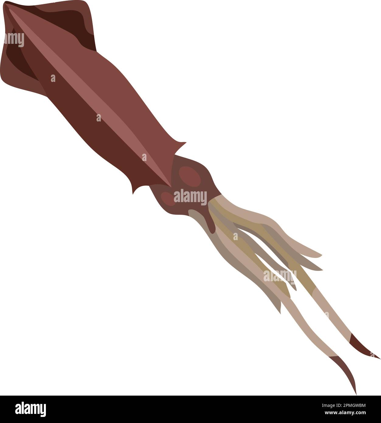 Squid Marine Animal Vector Stock Vector Image & Art - Alamy