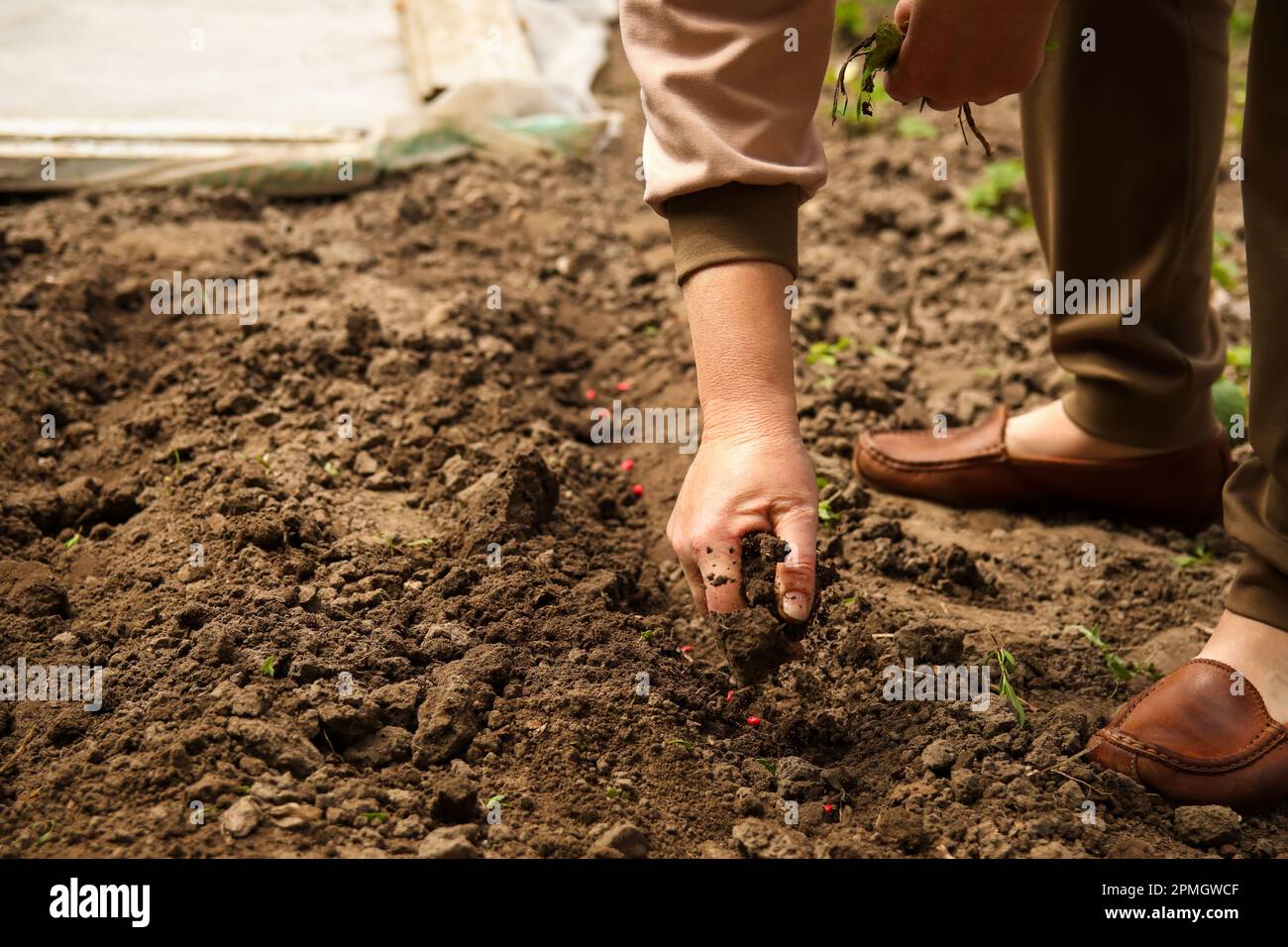 Hand put seedlings in soil. Growth a seed of vegetable or plant ...