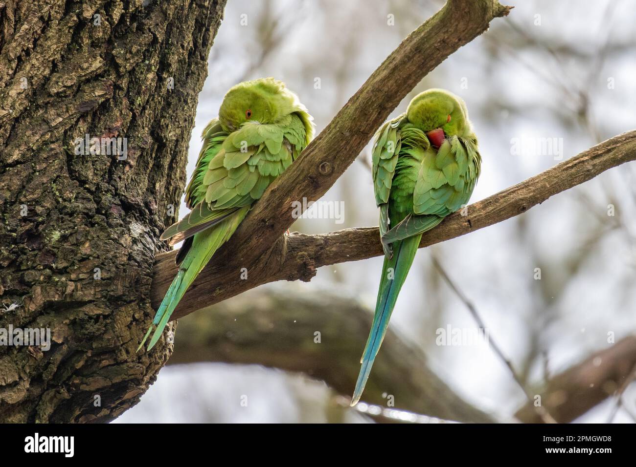 UK wildlife - 13 April 2023 - Ring Necked Parakeets (Psittacula krameri ...