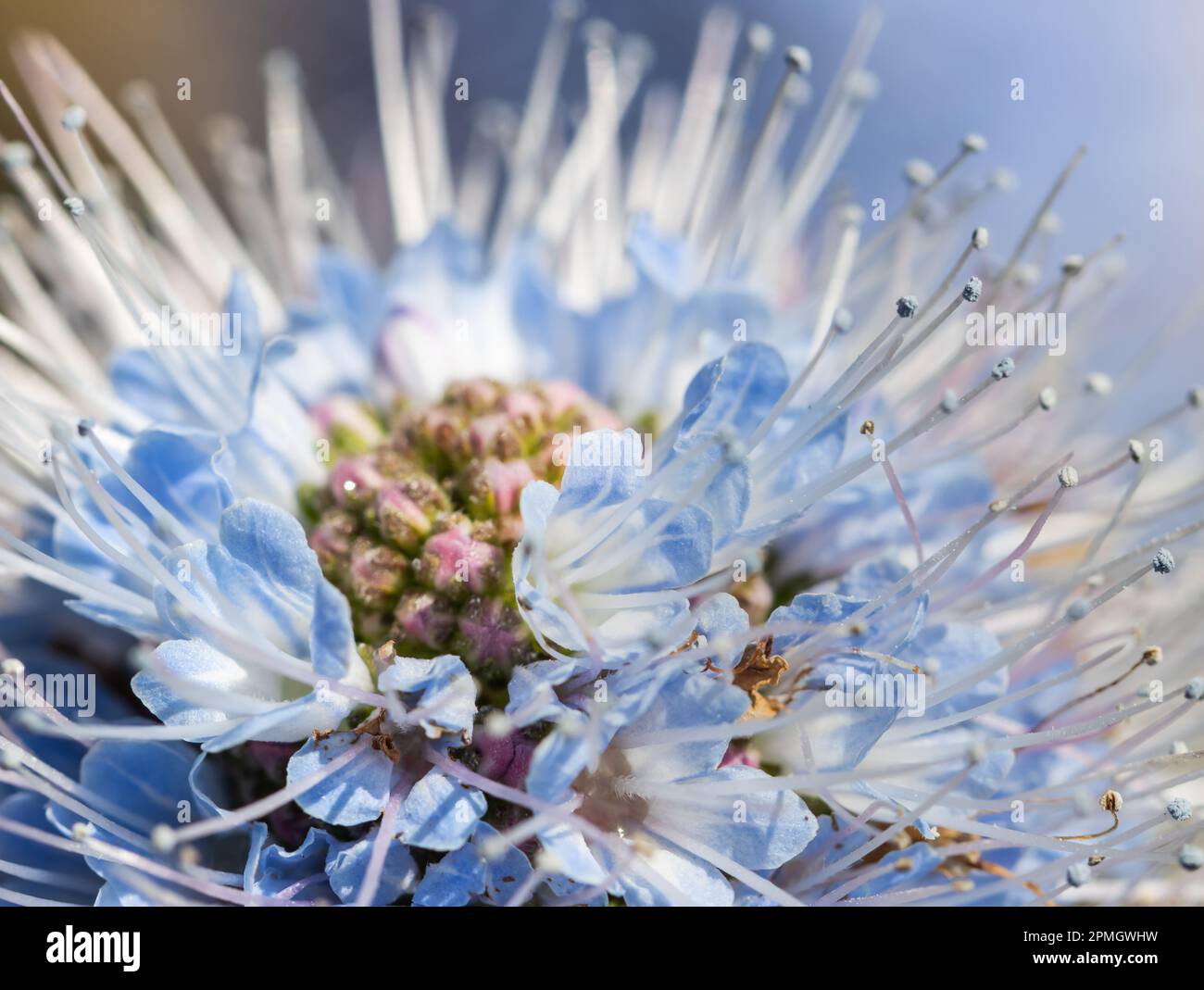 Gran Canaria blue tajinaste (Echium callithyrsum), macro detail of the ...