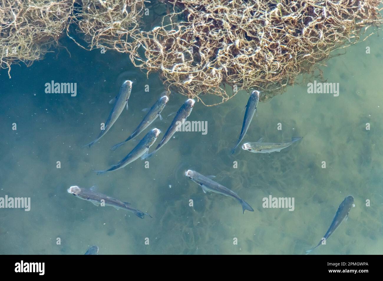 Flathead Grey Mullet Fish Swimming in the Sea Stock Photo - Alamy