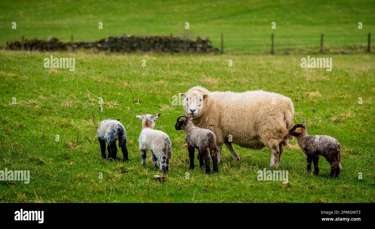 Spring lambs in South Lanarkshire, Scotland Stock Photo - Alamy