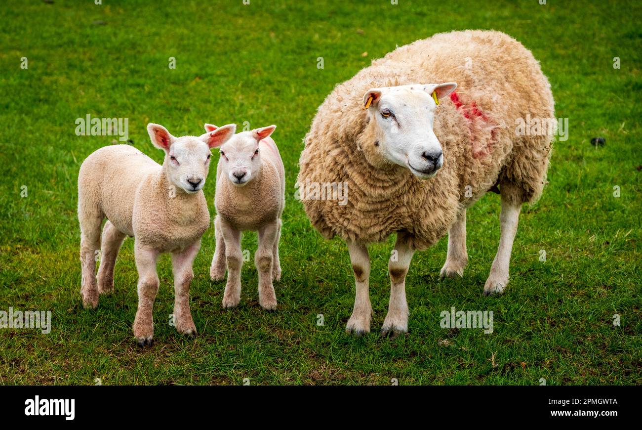 Spring farming in south hi-res stock photography and images - Alamy