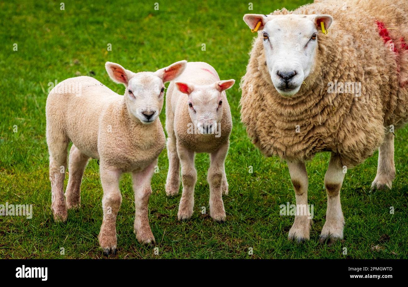 Lambs in spring scotland hi-res stock photography and images - Alamy