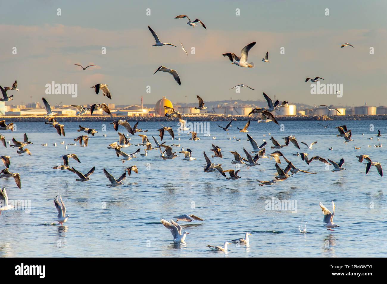 Birds graceful movement hi-res stock photography and images - Alamy