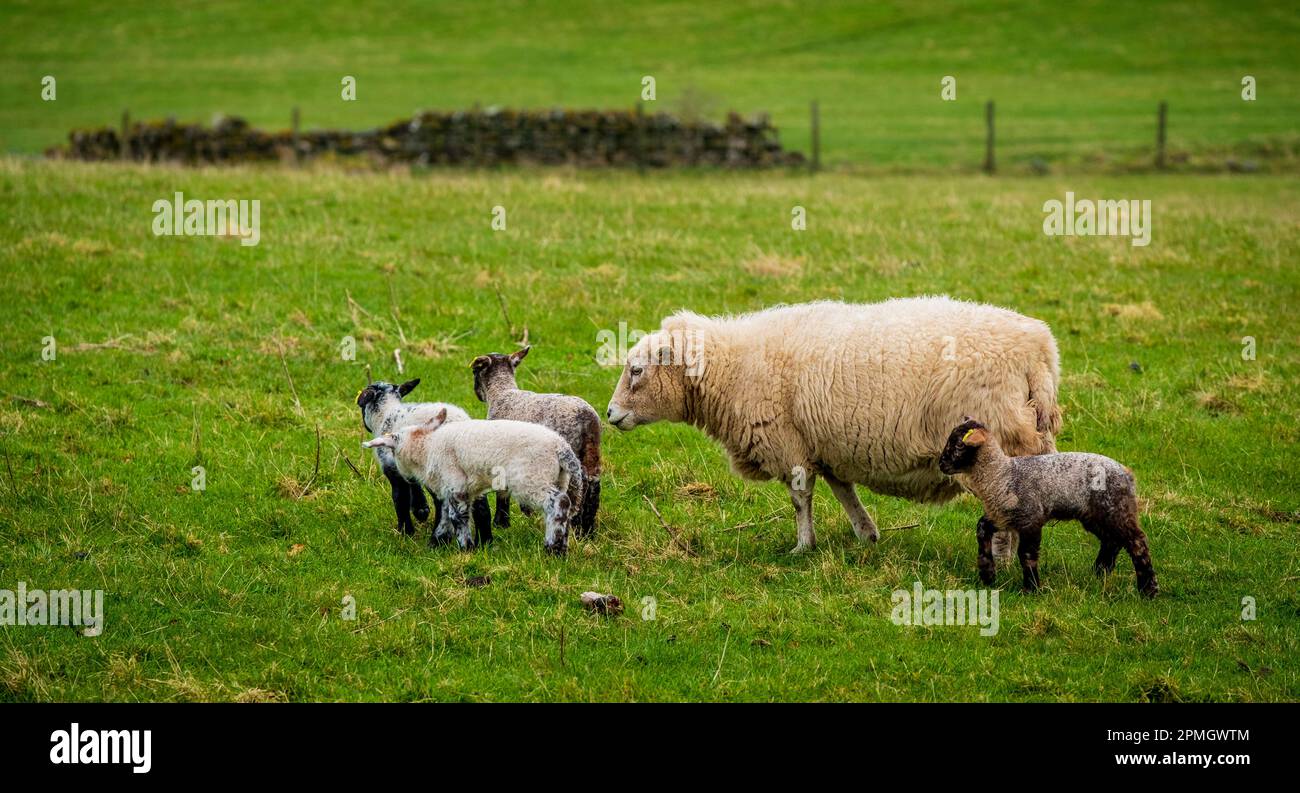 Spring lambs in South Lanarkshire, Scotland Stock Photo - Alamy