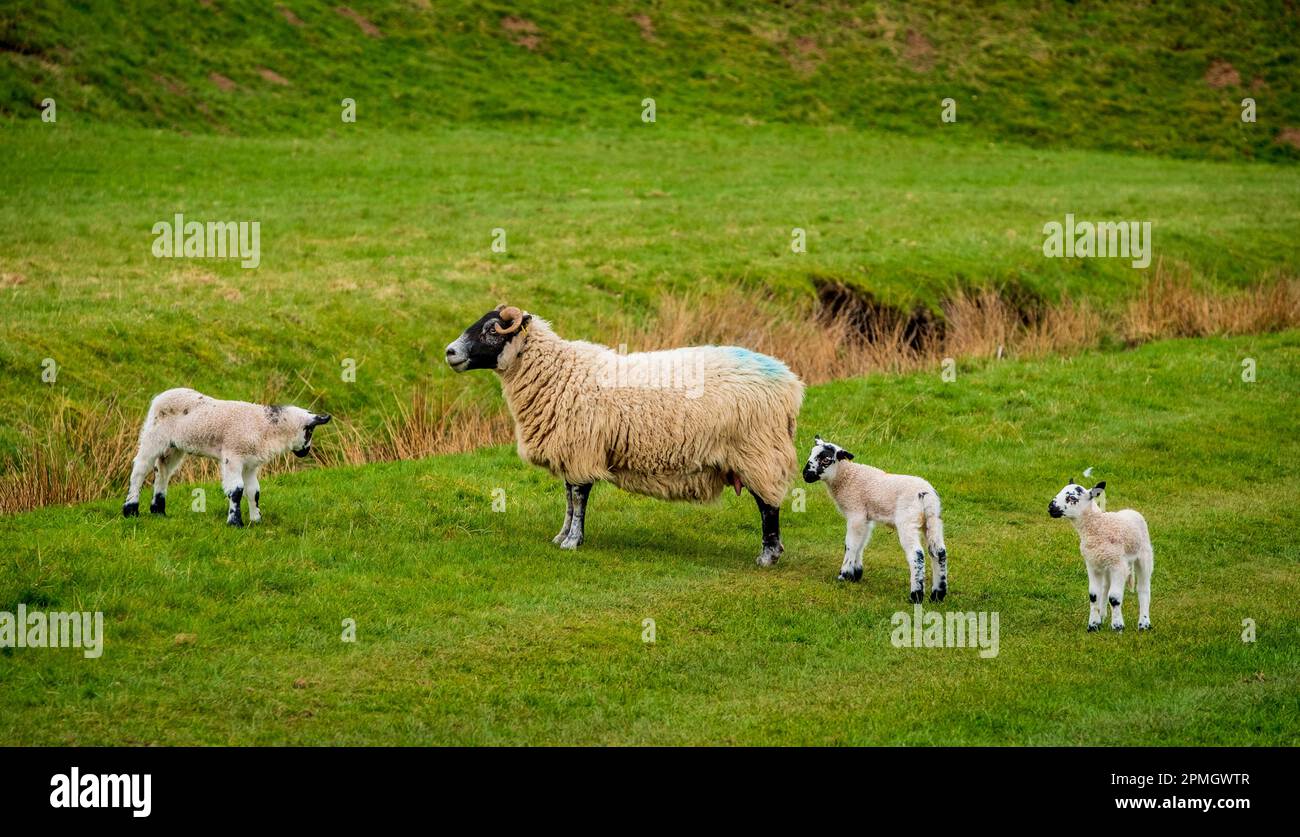 Spring farming in south hi-res stock photography and images - Alamy
