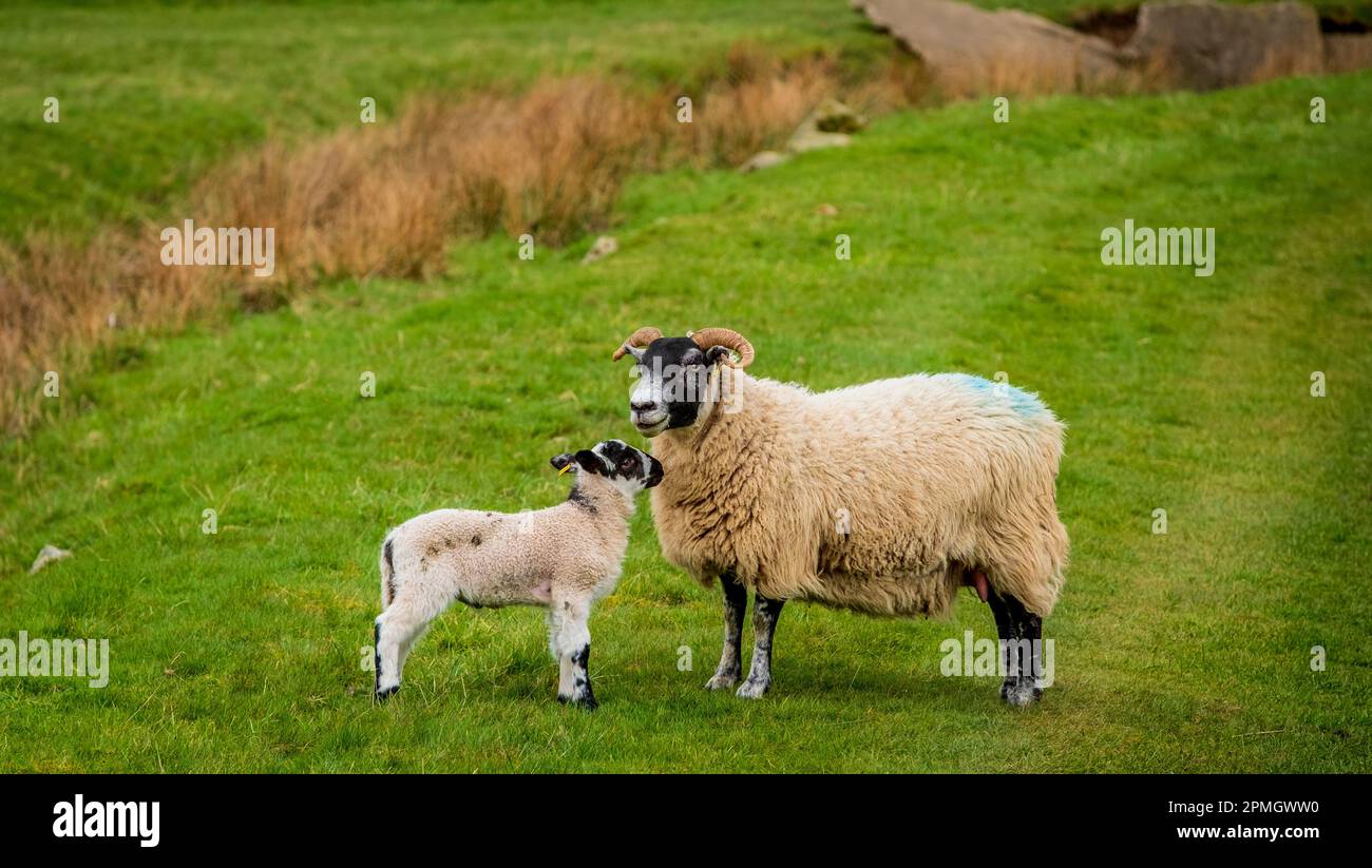 Spring farming in south hi-res stock photography and images - Alamy