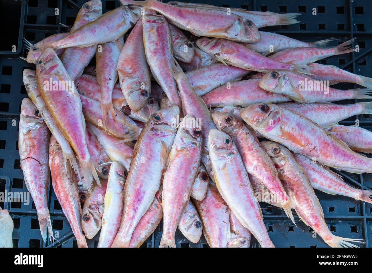 Fish harvest hi-res stock photography and images - Alamy