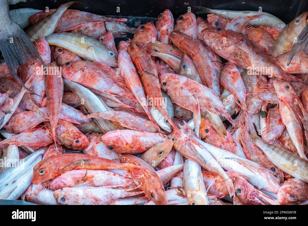 Mullus barbatus hi-res stock photography and images - Alamy