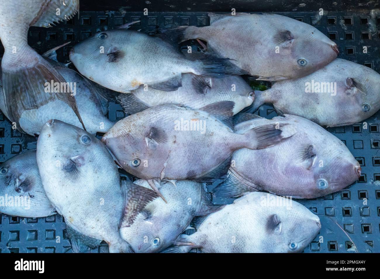 Grey Triggerfish Harvest from Fishing Stock Photo - Alamy