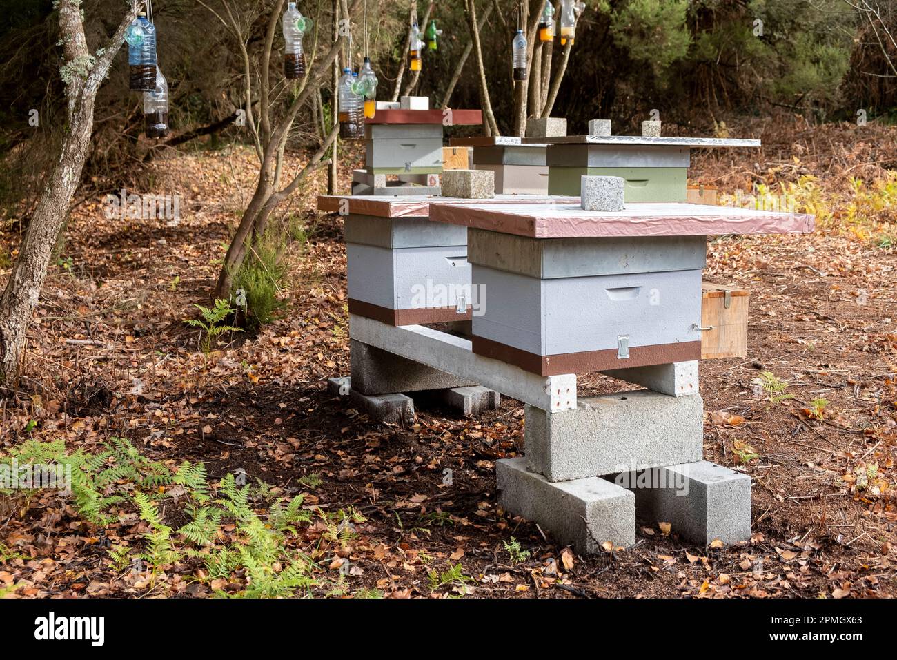 bee hives on an organic beekeeping farm Stock Photo - Alamy