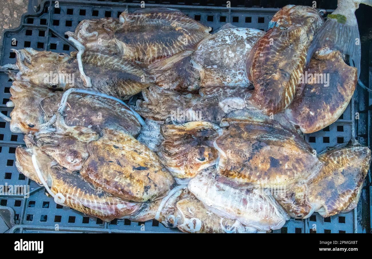 Common Cuttlefish Harvested from Fishing Stock Photo - Alamy
