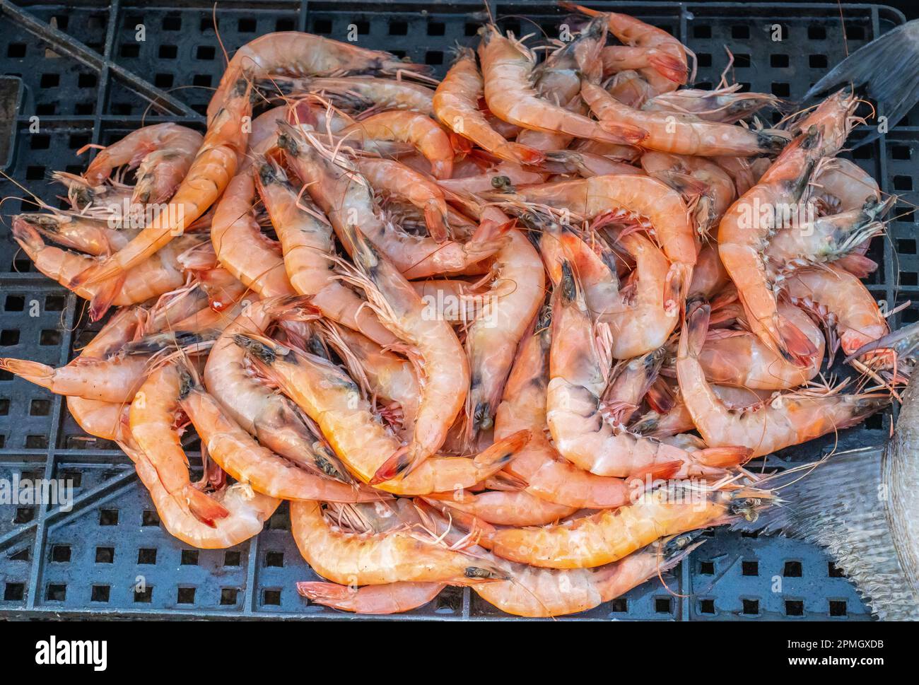 Caridean Shrimp Harvested from Fishing: A Fresh Catch of the Day Stock ...