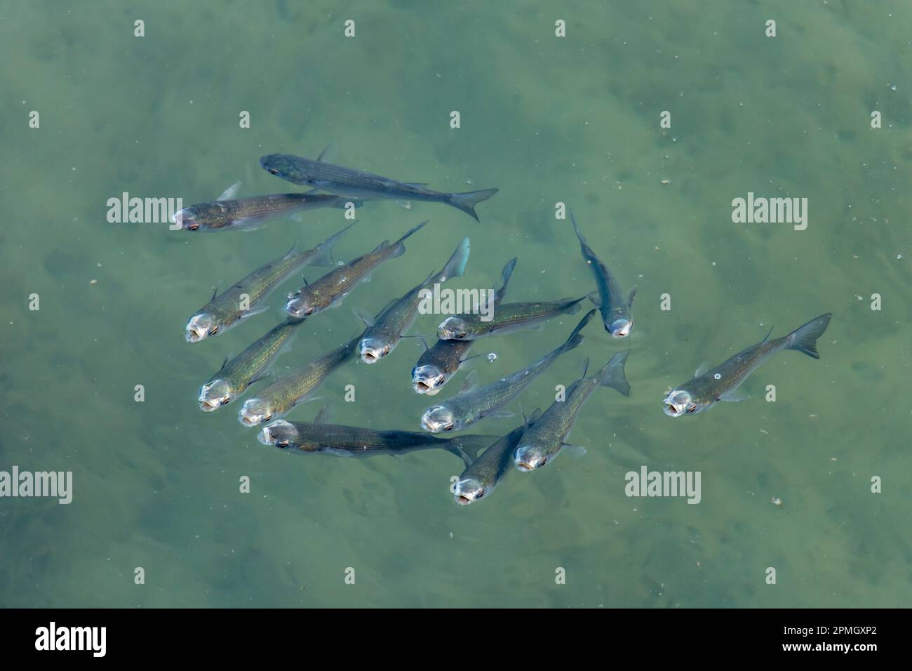 Flathead Grey Mullet Fish Swimming in the Sea Stock Photo - Alamy