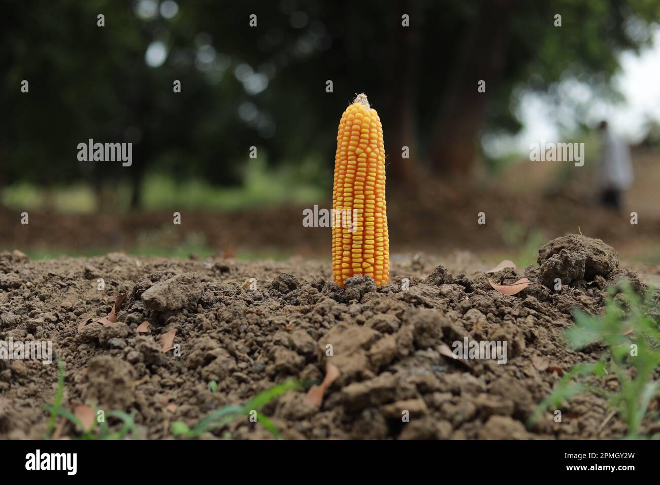 Fresh yellow corn cobs in the field of organic corn. waiting for ...
