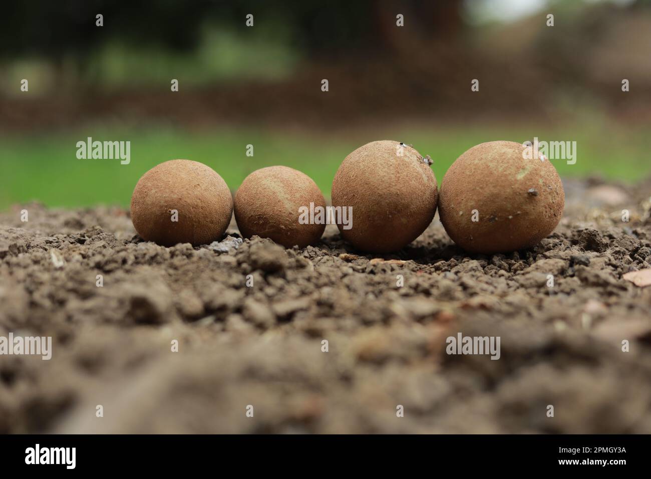 Sapodilla fruit isolated on white background, Indian chikoo or chiku ...