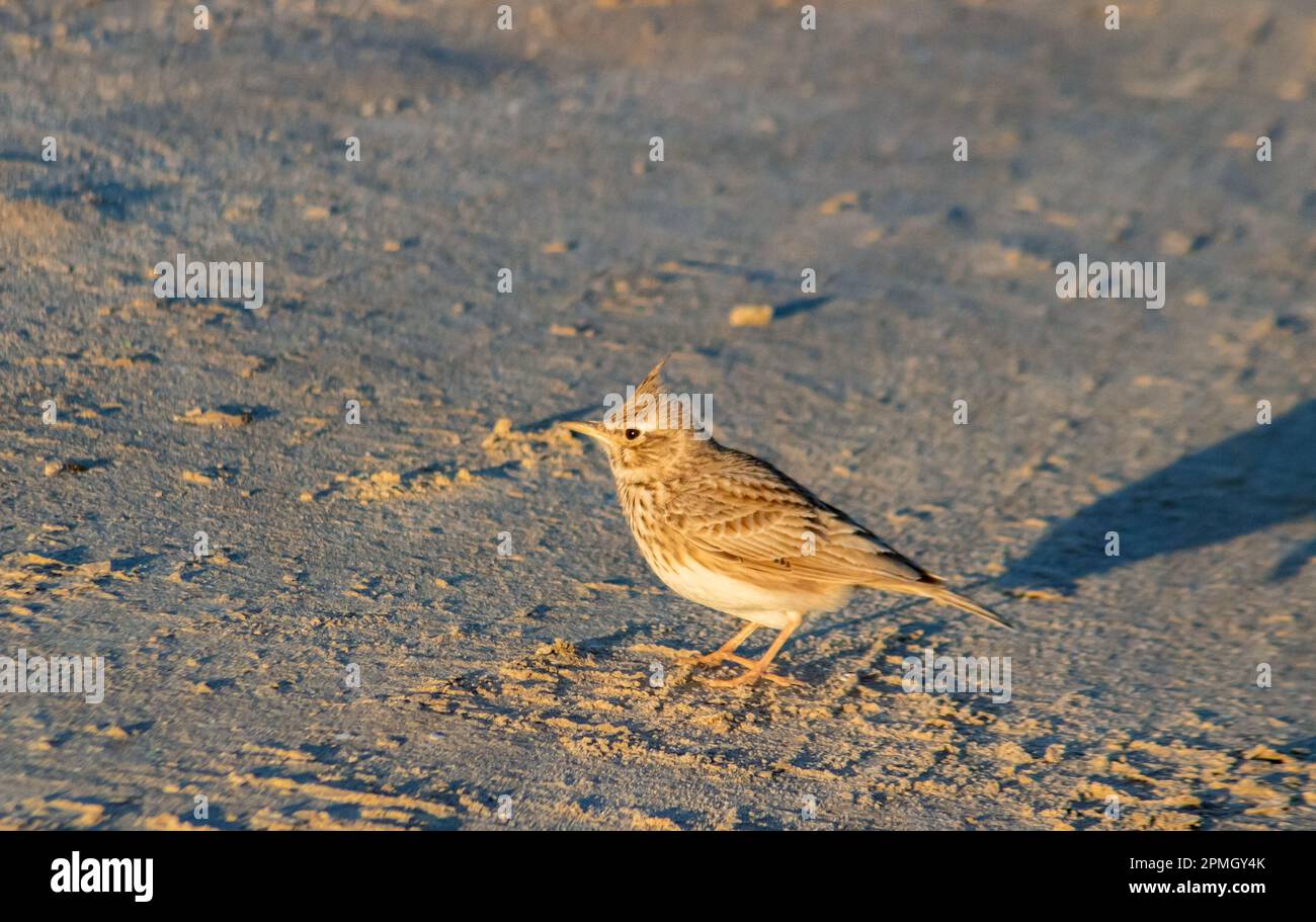 Ground dwelling birds hi-res stock photography and images - Alamy