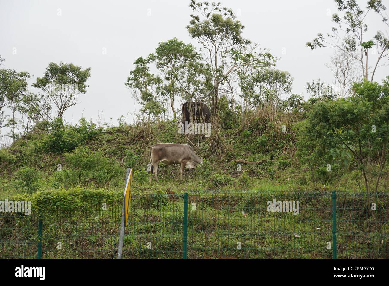 Grass, animals, trees, green, grass, nature at chiapas, mexico Stock ...