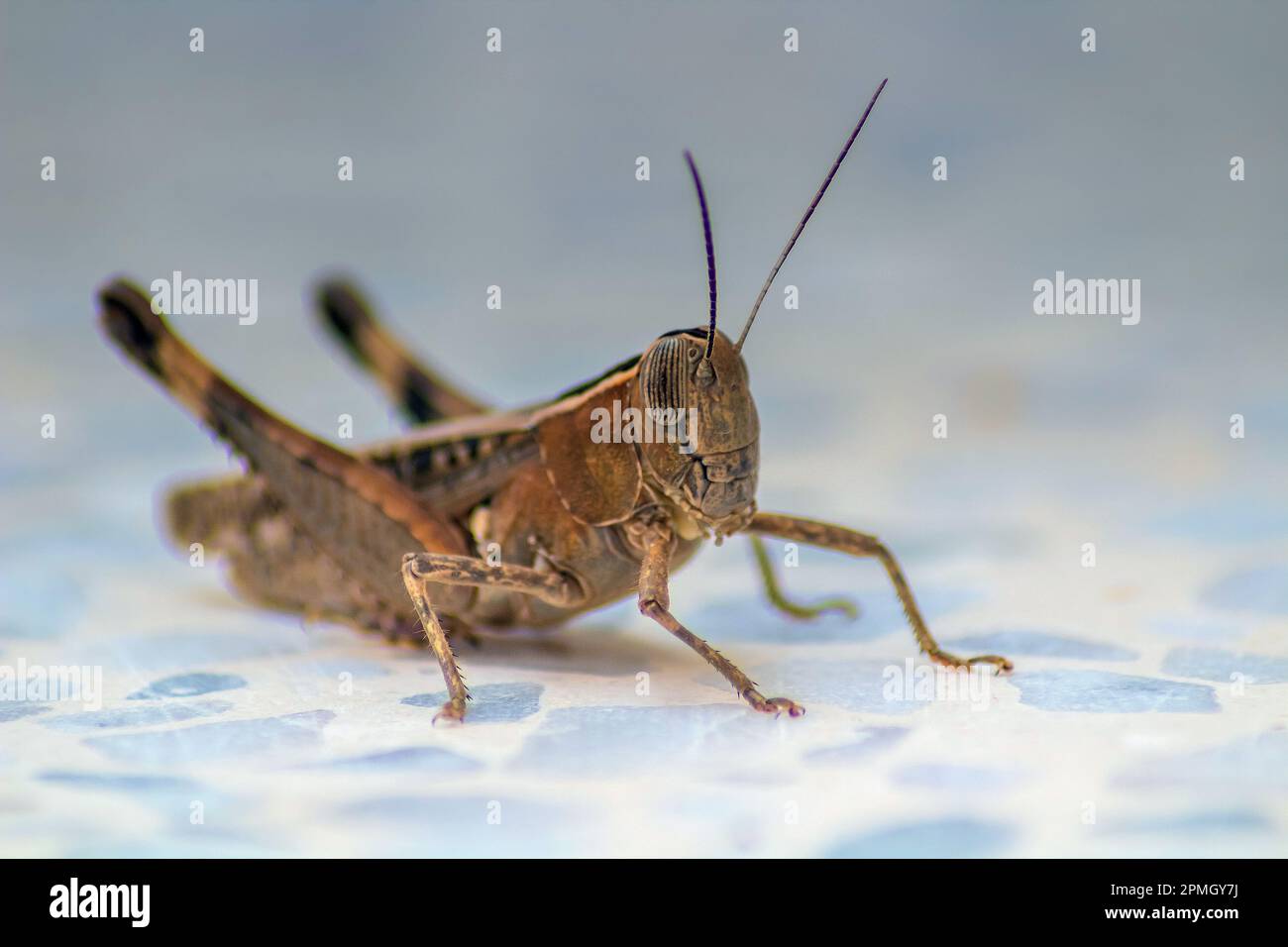 Grasshopper sitting on the ground Stock Photo - Alamy