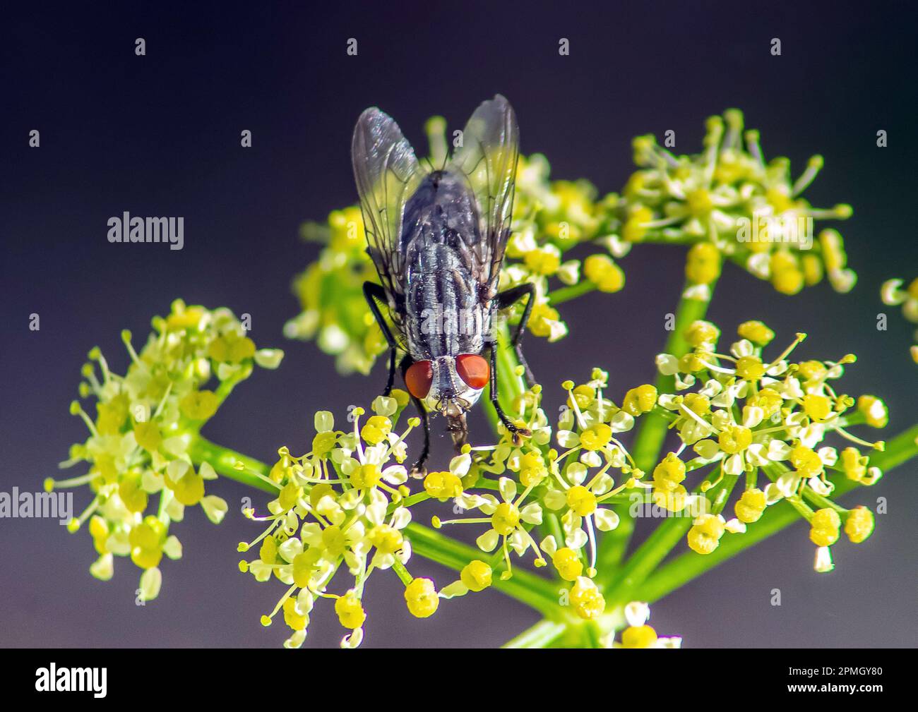 Insect species classification hi-res stock photography and images - Alamy
