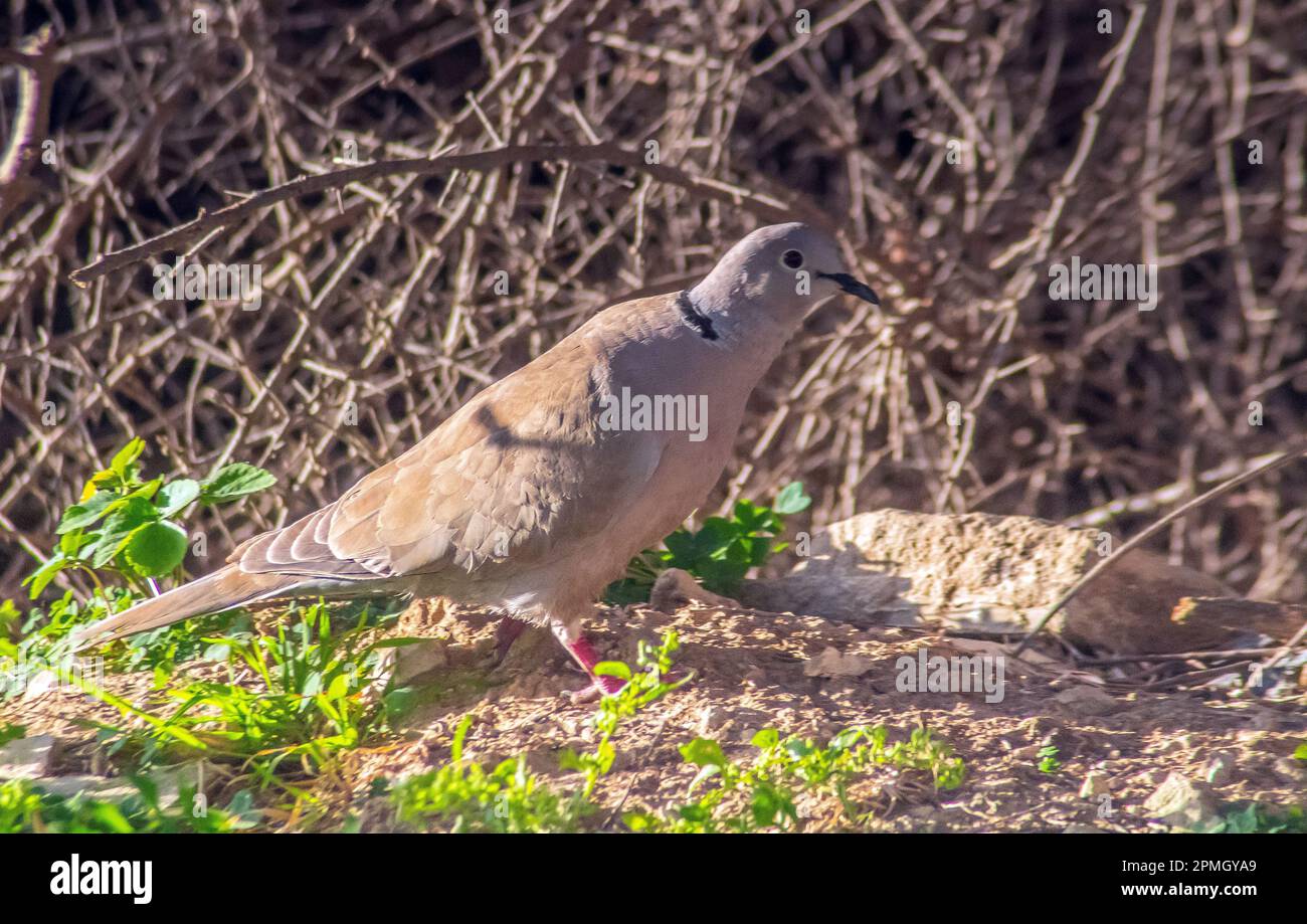 Eurasian collared dove Birds on the Ground Stock Photo - Alamy