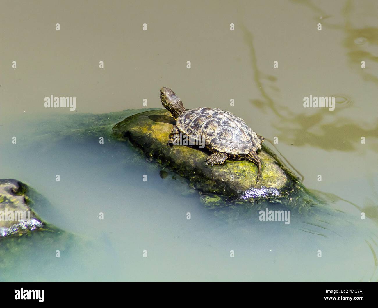 Spanish Pond Turtle Basking on a Rock in the Water Stock Photo - Alamy