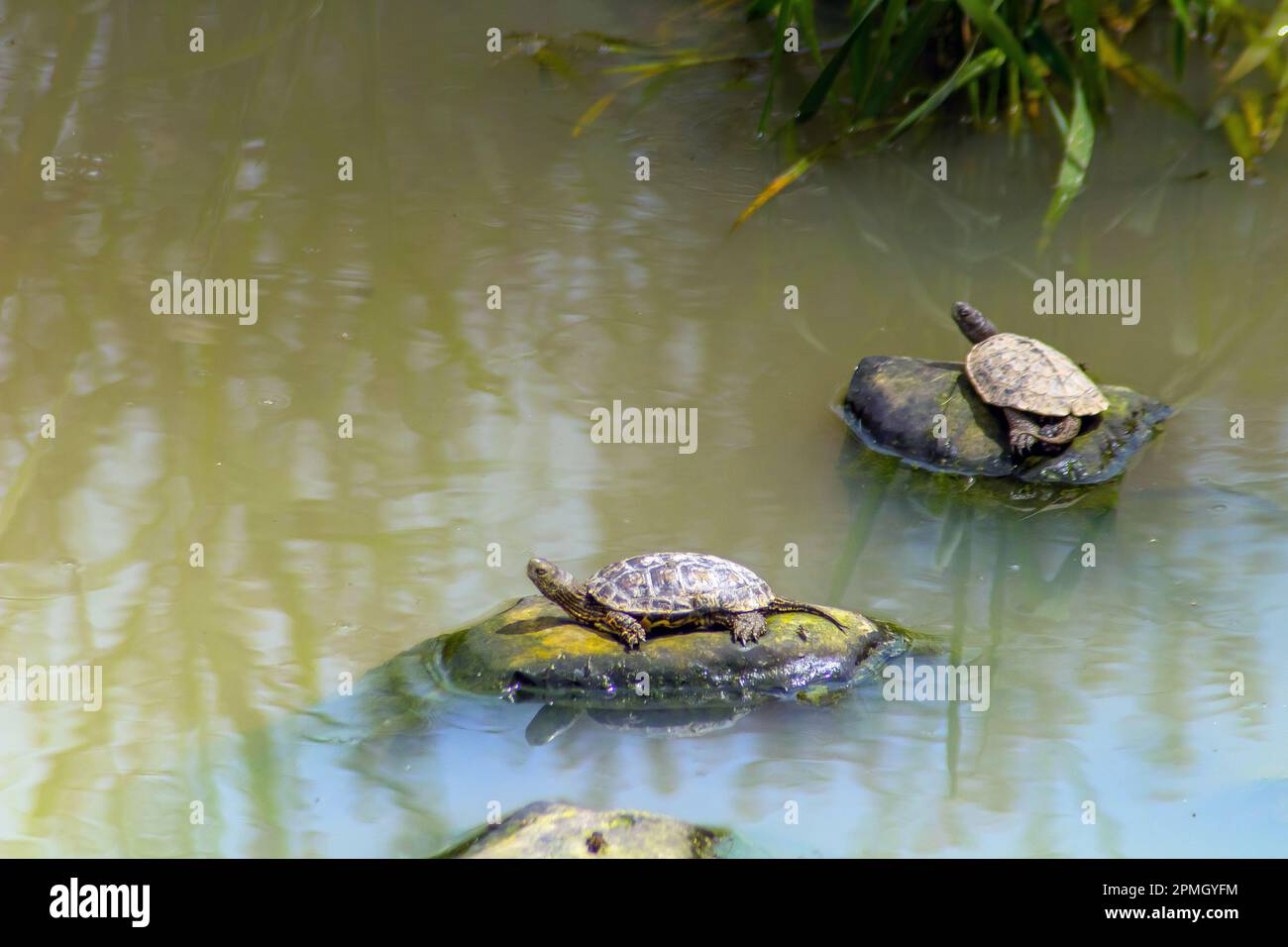 Spanish Pond Turtle Basking on a Rock in the Water Stock Photo - Alamy