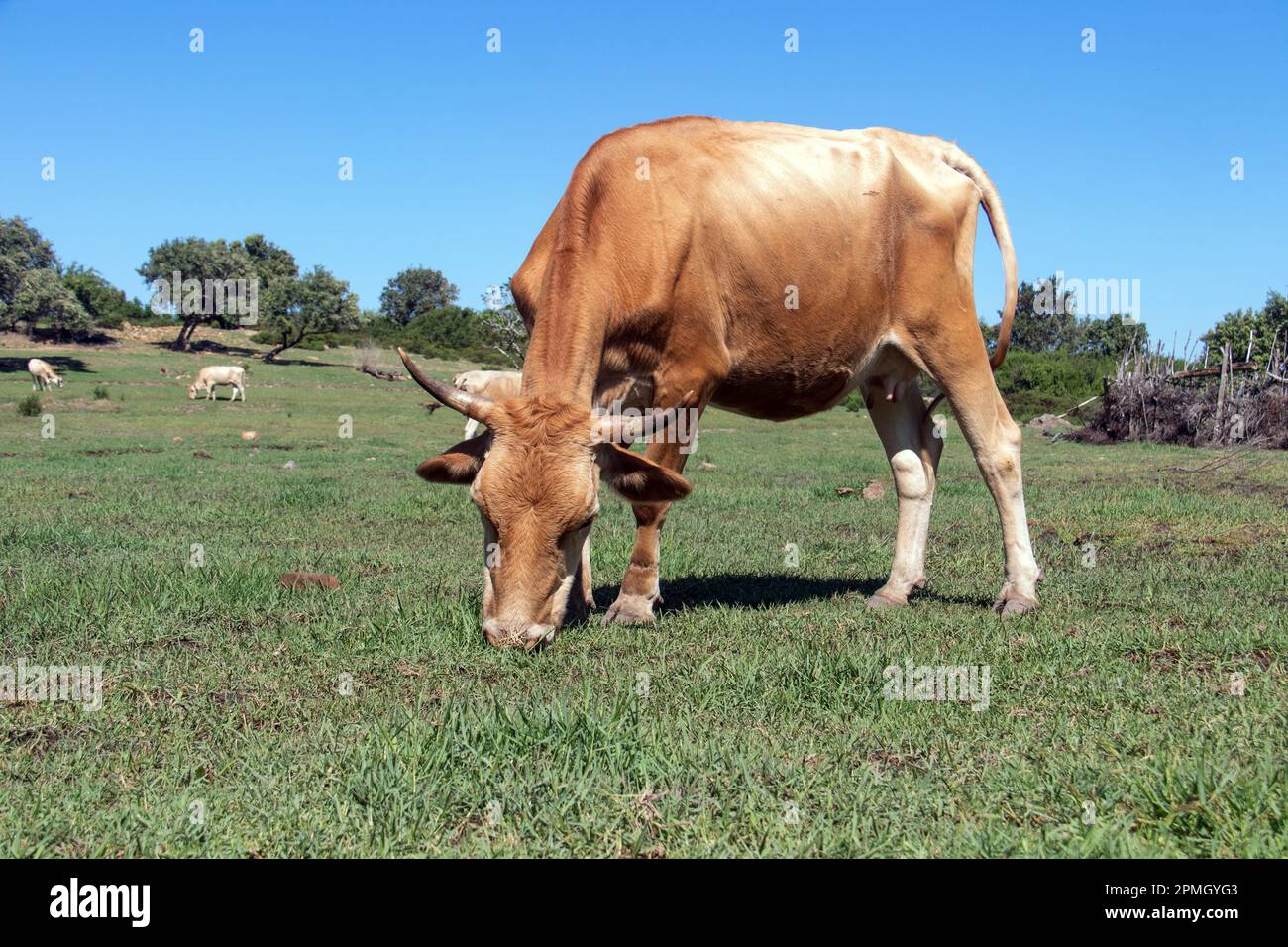 Jamaica Hope Cattle Grazing on Green Leaves Stock Photo - Alamy