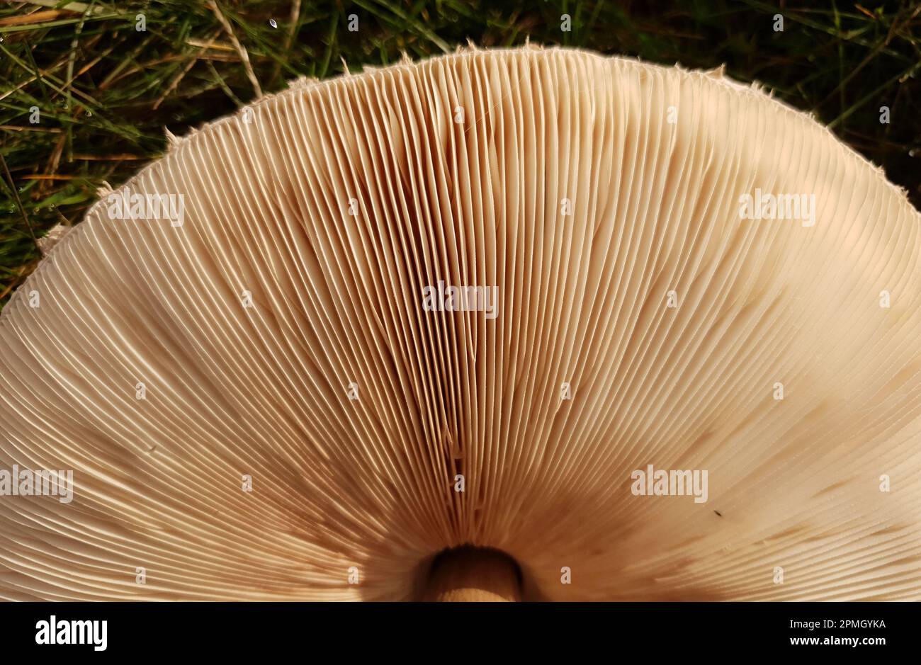 The lamellae of a Macrolepiota procera mushroom, gill Stock Photo - Alamy