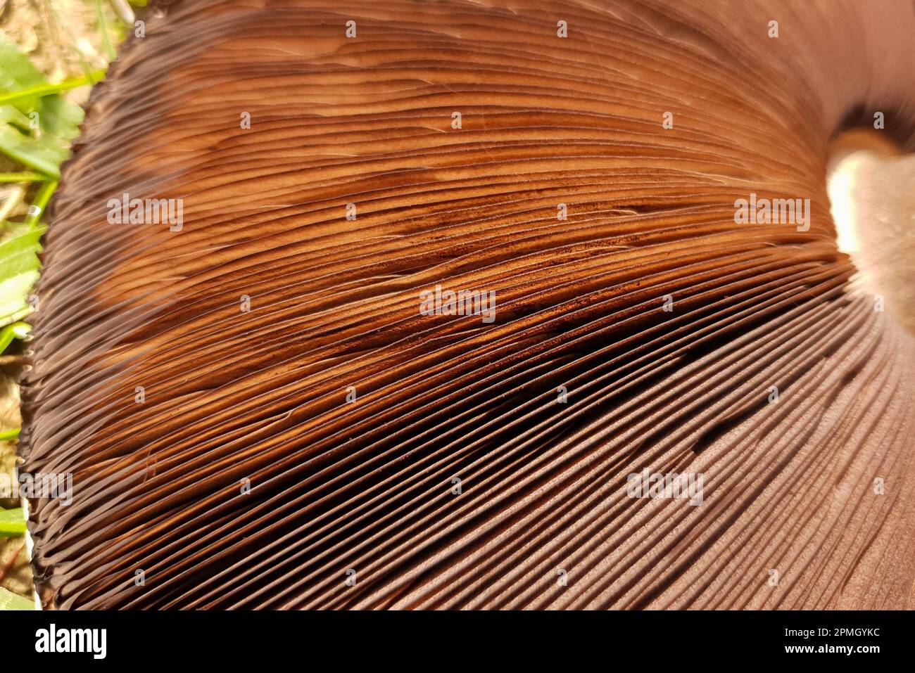 The lamellae of a Macrolepiota procera mushroom, gill Stock Photo - Alamy
