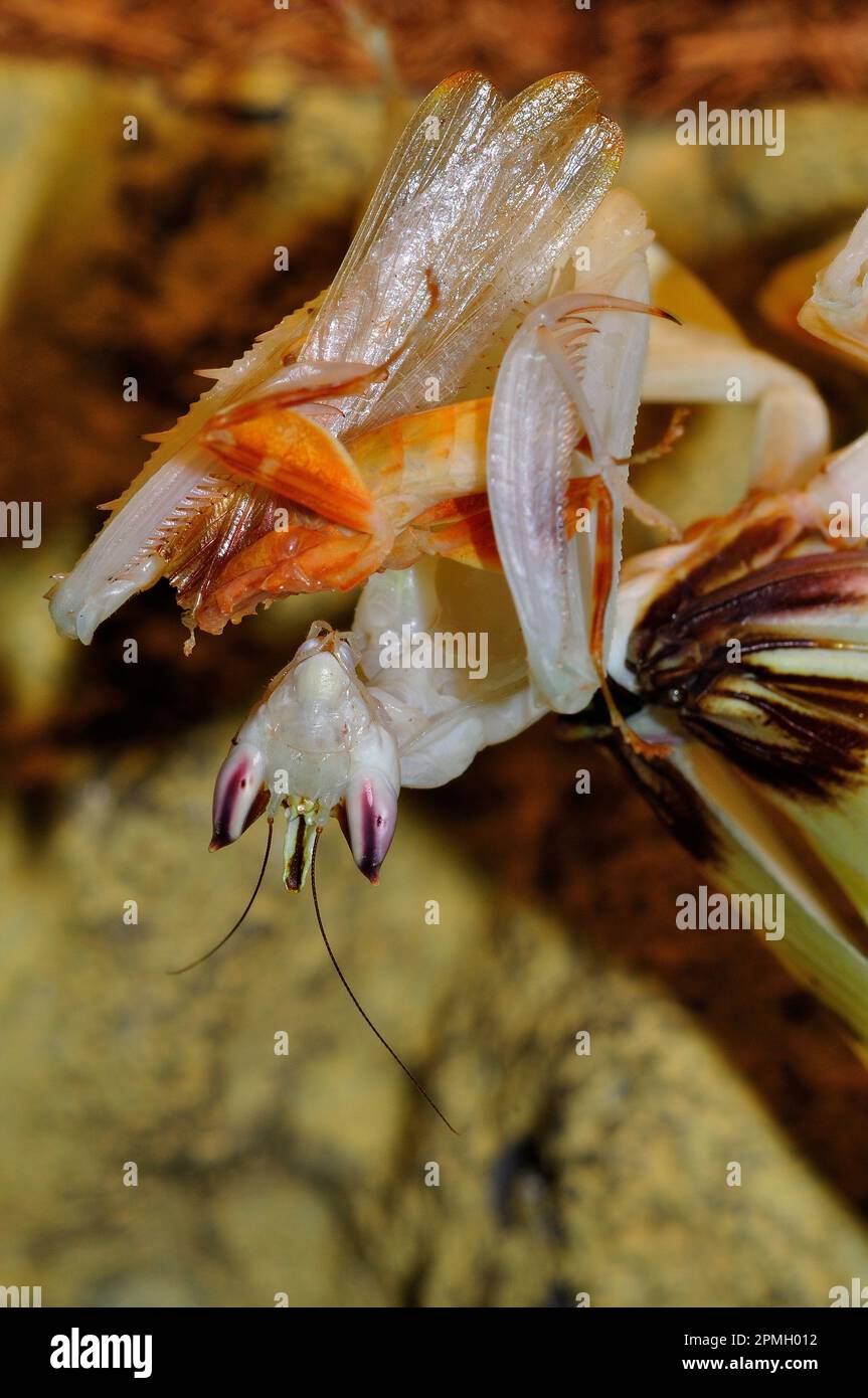 Hymenopus coronatus, Orchieen-Mantis, Kronenfangschrecke ...