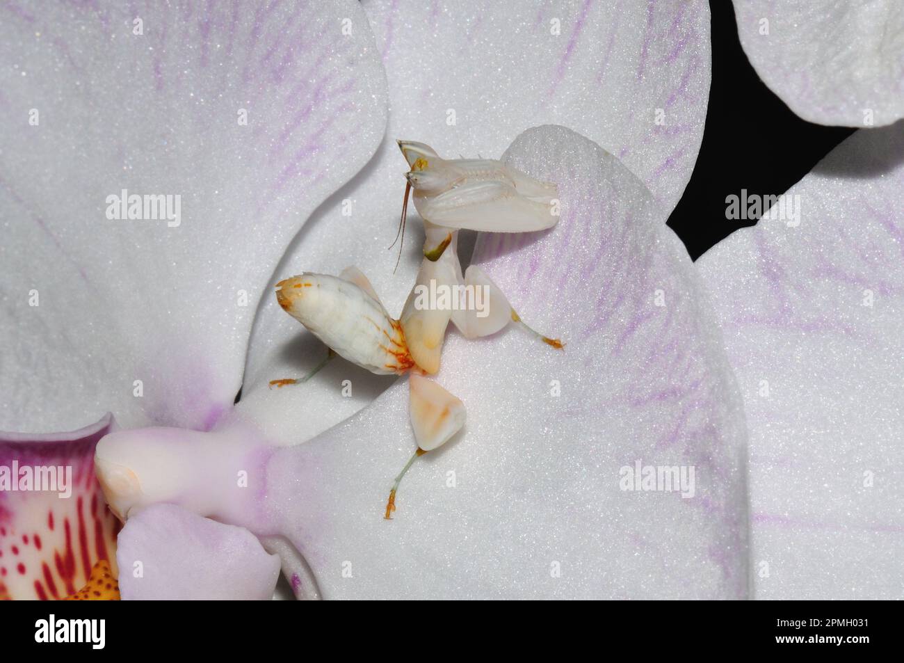 Hymenopus coronatus, Orchieen-Mantis, Kronenfangschrecke ...
