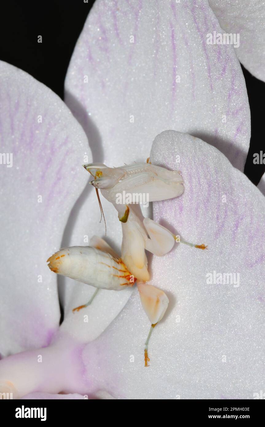 Hymenopus coronatus, Orchieen-Mantis, Kronenfangschrecke ...