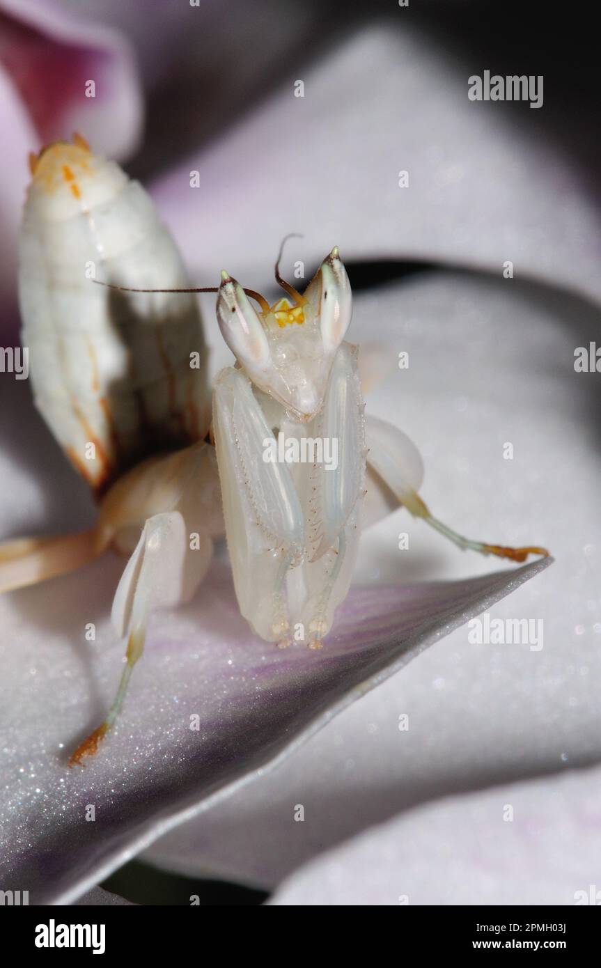 Hymenopus coronatus, Orchieen-Mantis, Kronenfangschrecke ...