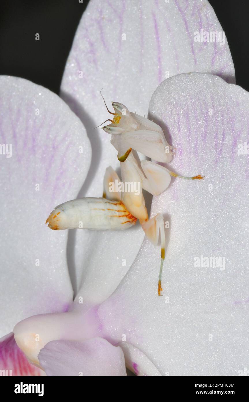 Hymenopus coronatus, Orchieen-Mantis, Kronenfangschrecke ...