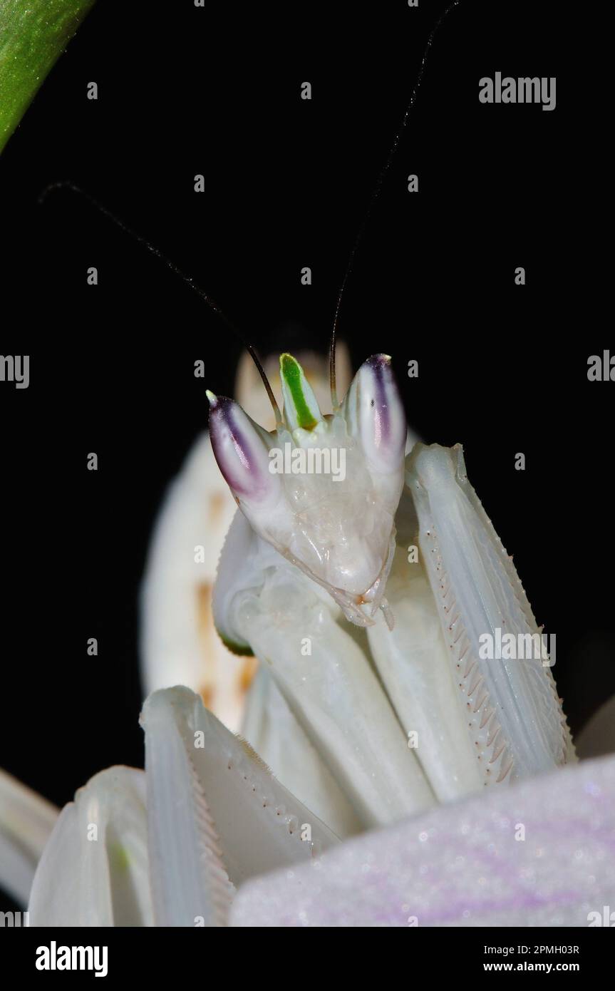 Hymenopus coronatus, Orchieen-Mantis, Kronenfangschrecke ...