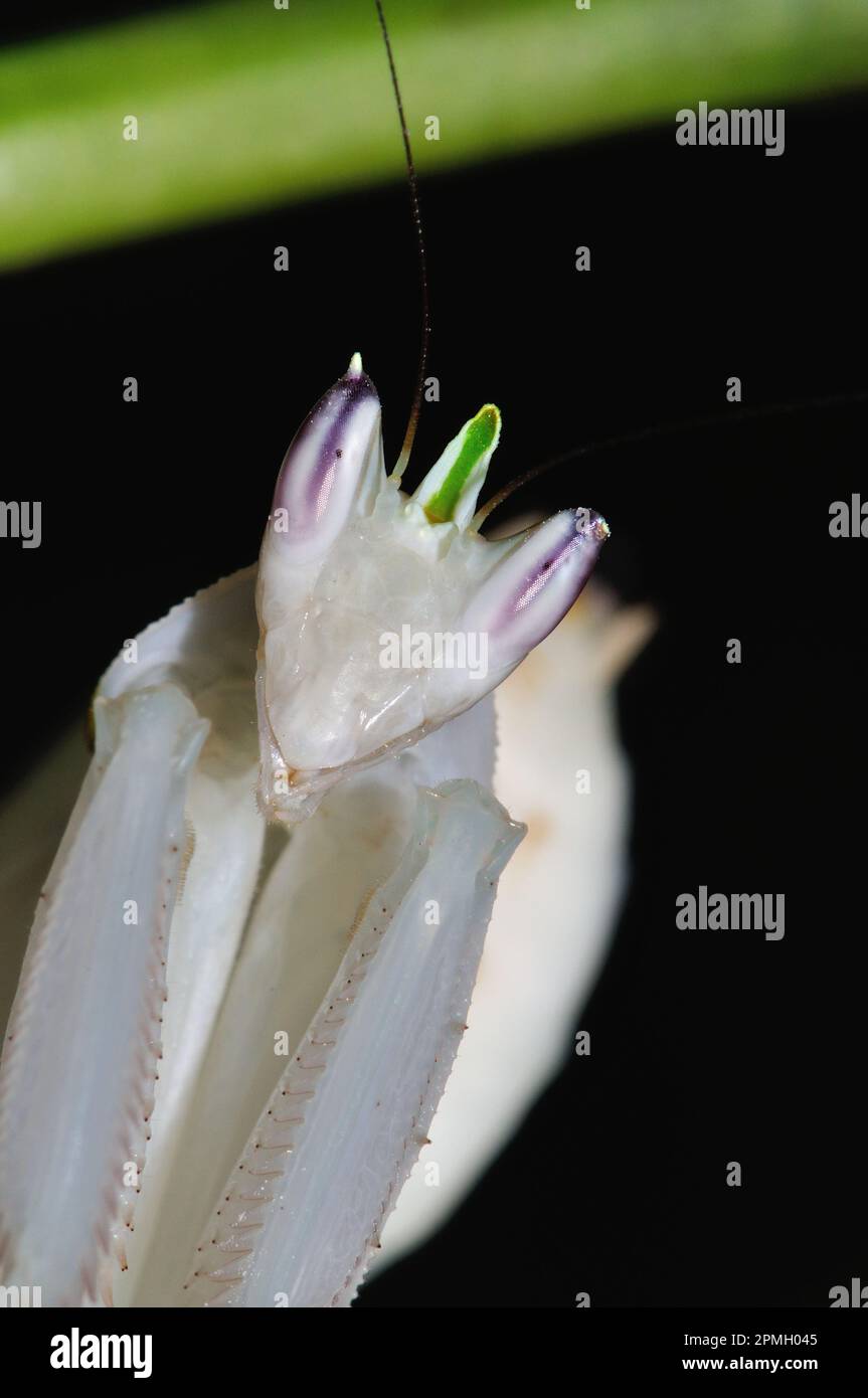 Hymenopus coronatus, Orchieen-Mantis, Kronenfangschrecke ...
