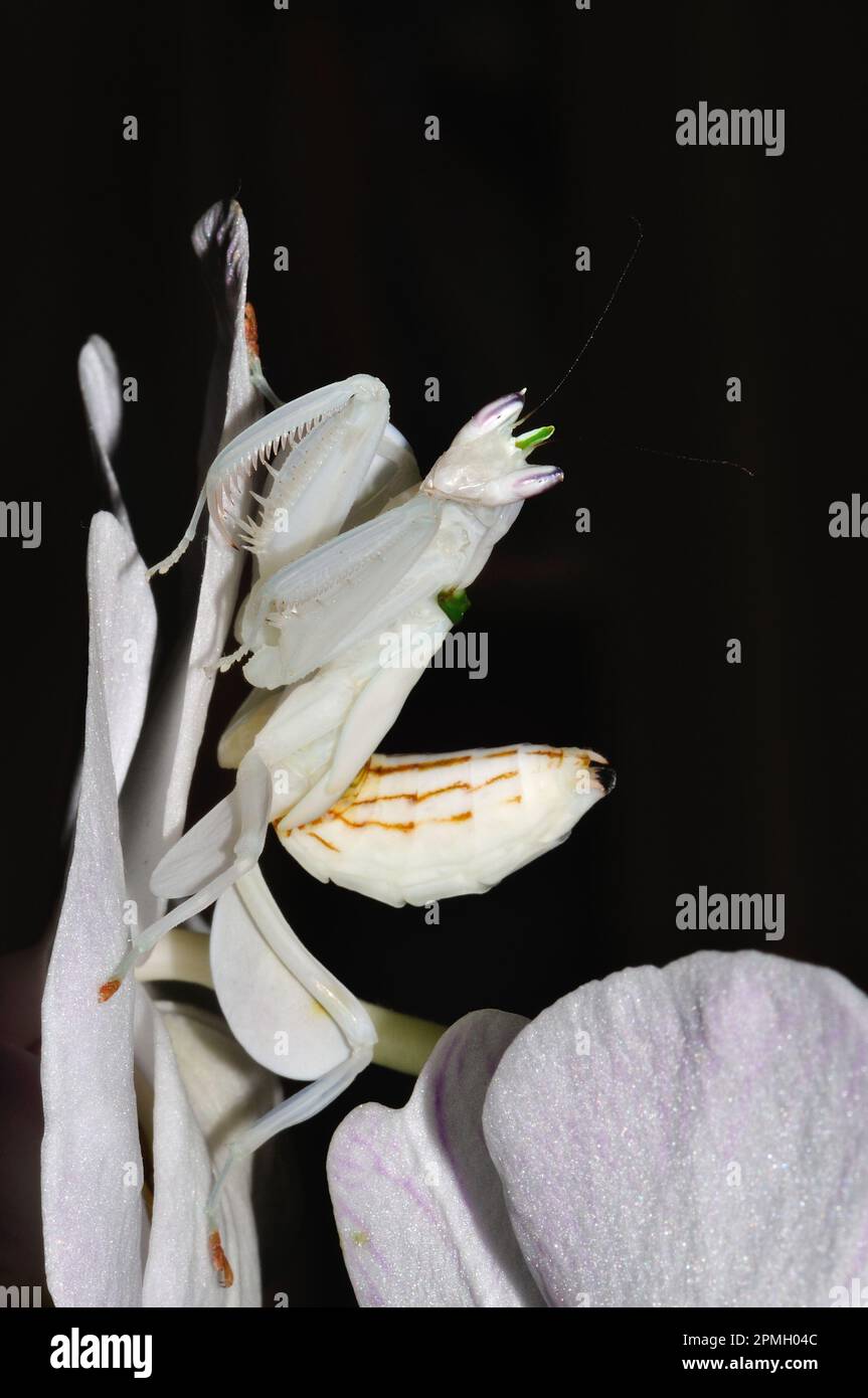 Hymenopus coronatus, Orchieen-Mantis, Kronenfangschrecke ...