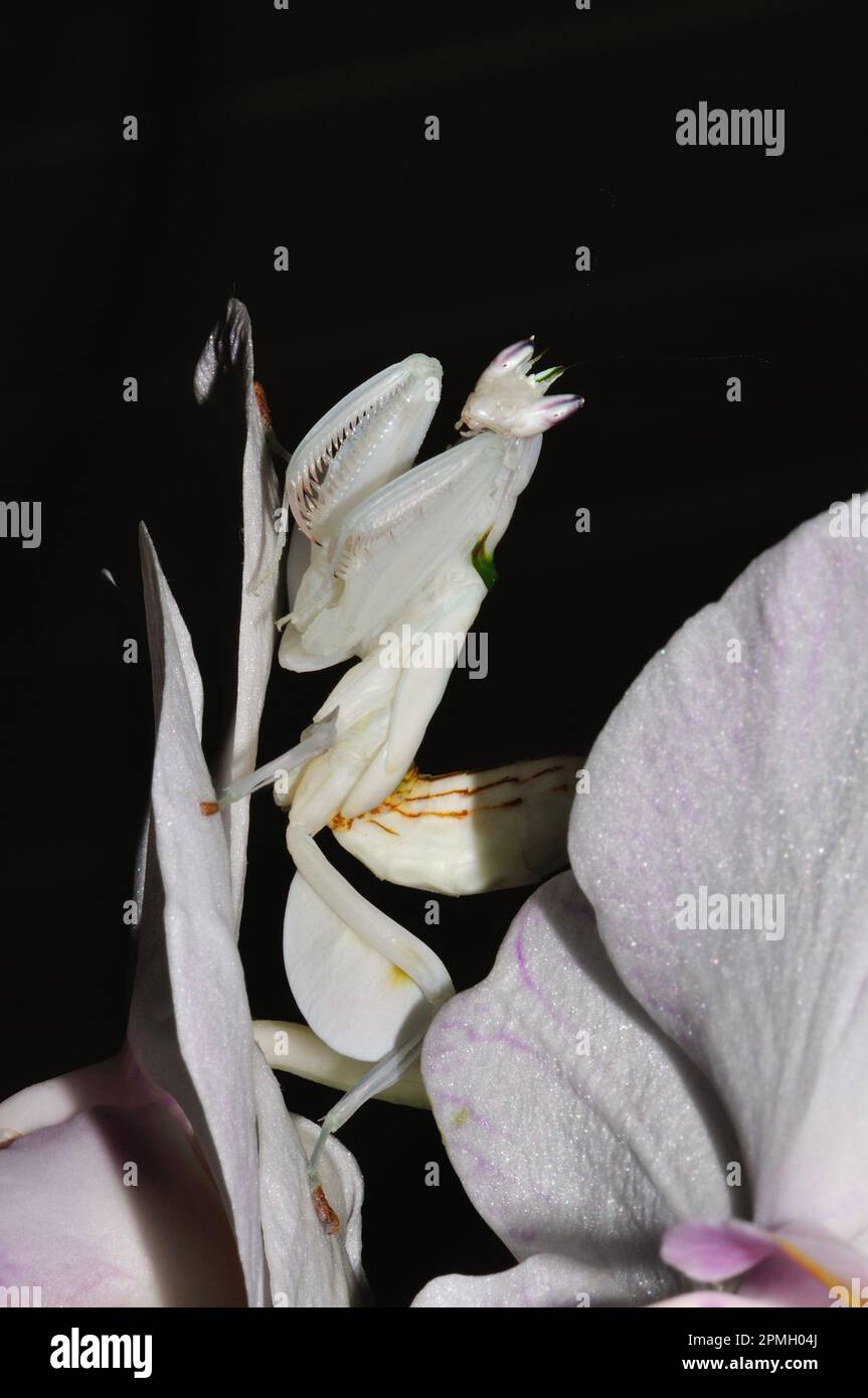 Hymenopus coronatus, Orchieen-Mantis, Kronenfangschrecke ...
