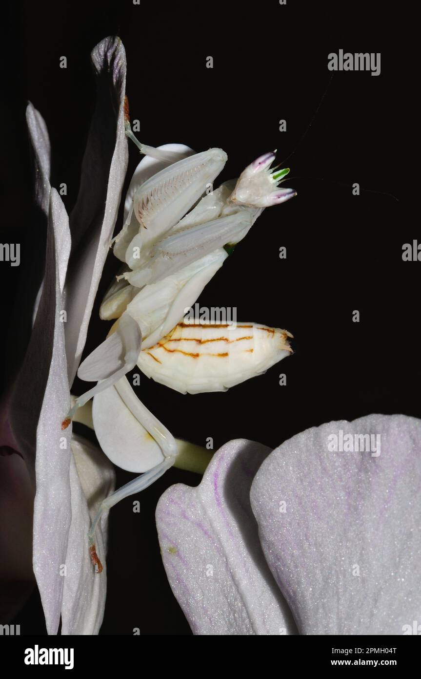Hymenopus coronatus, Orchieen-Mantis, Kronenfangschrecke ...